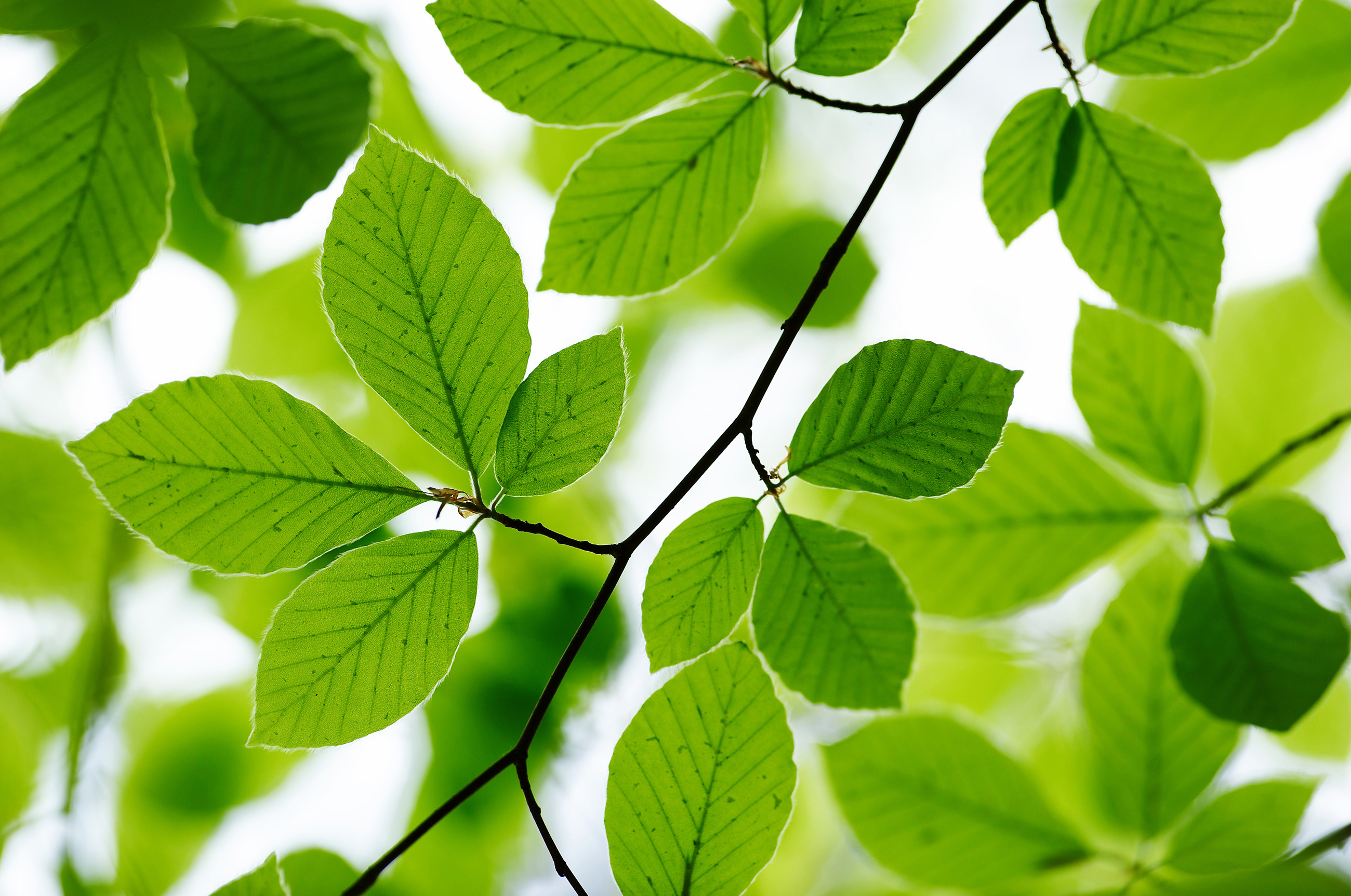 Plant Health Care Services | Arboristry