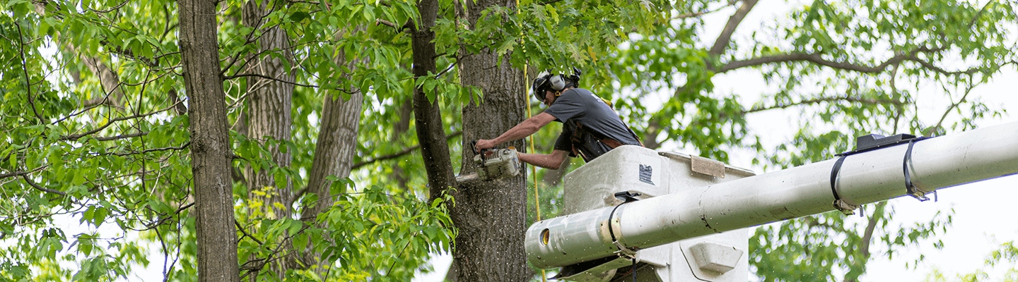 Tree & Shrub Removal | Arboristry