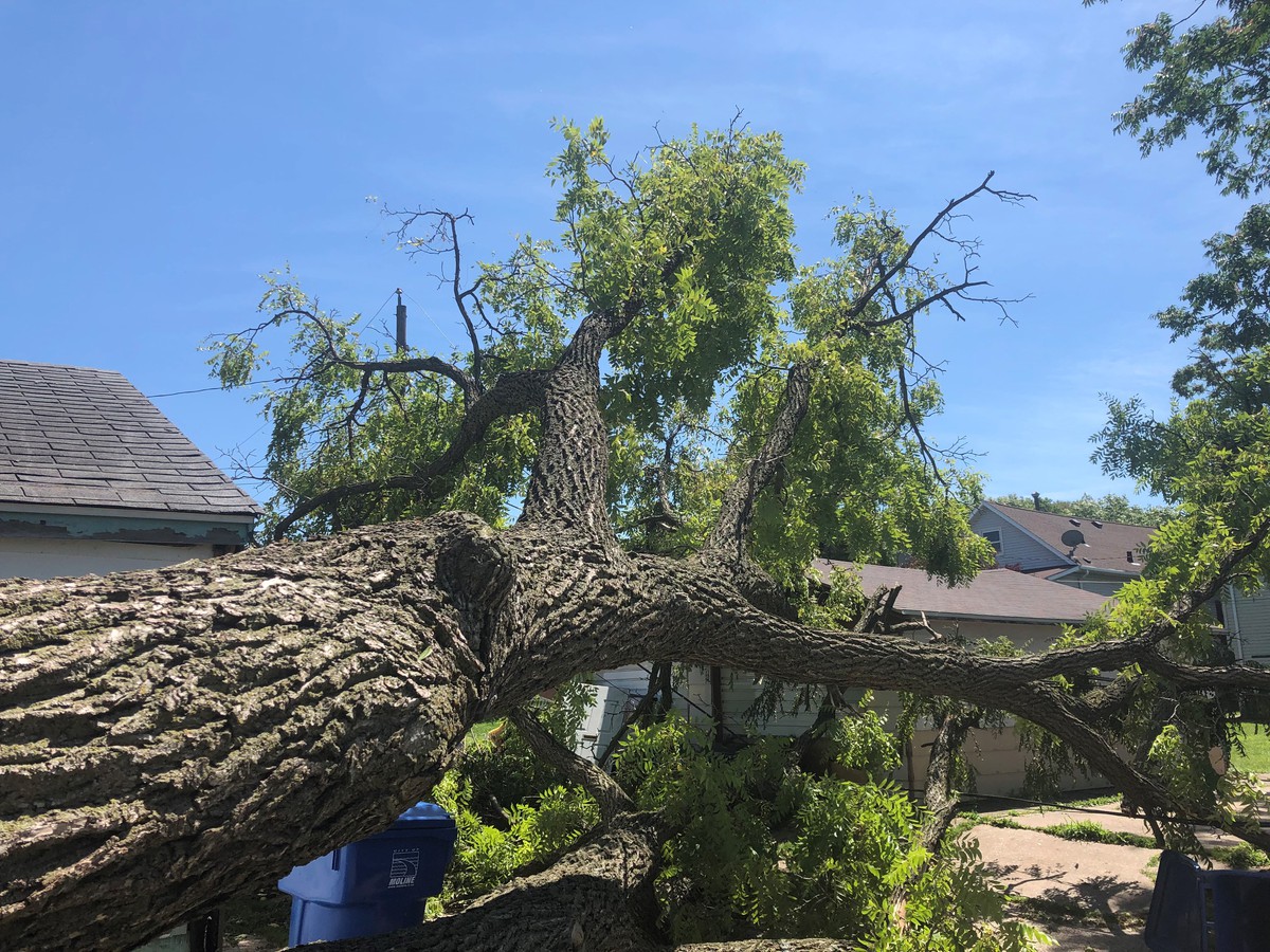 Emergency Services & Hazardous Tree Removal | Arboristry