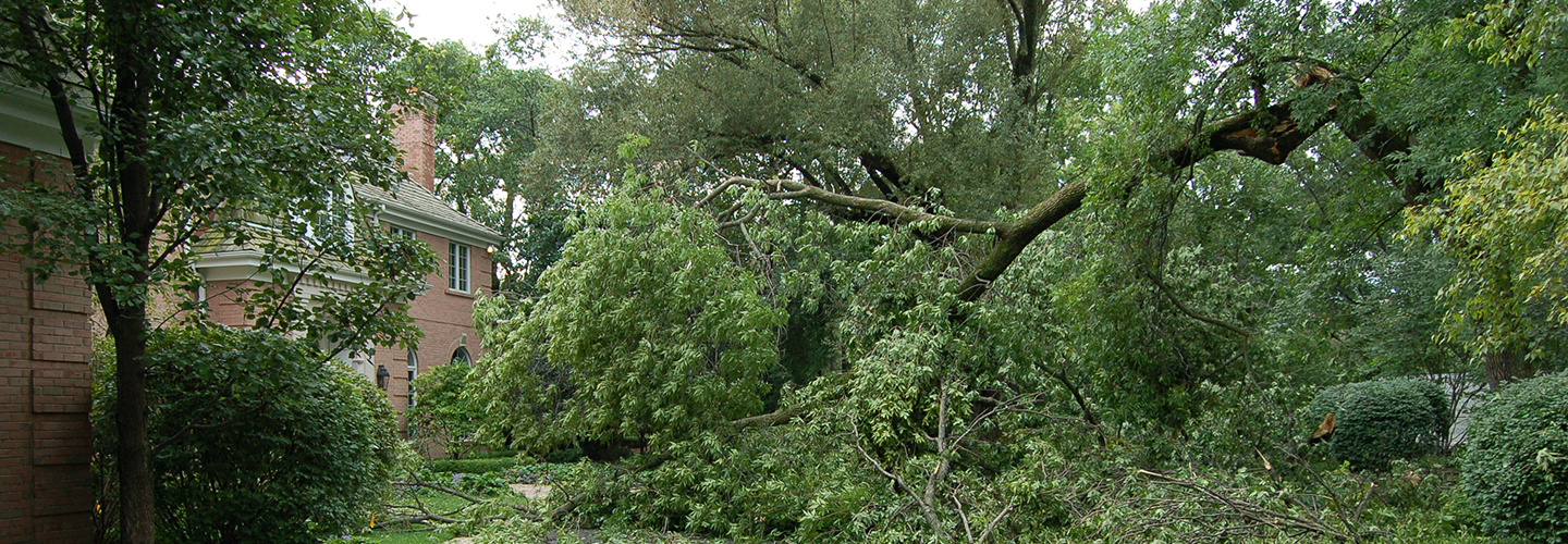 Storm Damage Prevention & Restoration | Arboristry